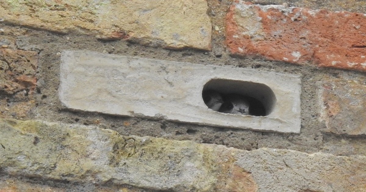 Input: Include 'Swift Bricks' in New Developments | London Borough of Brent